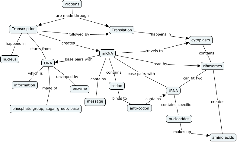 Protein Synthesis - How are Proteins formed?